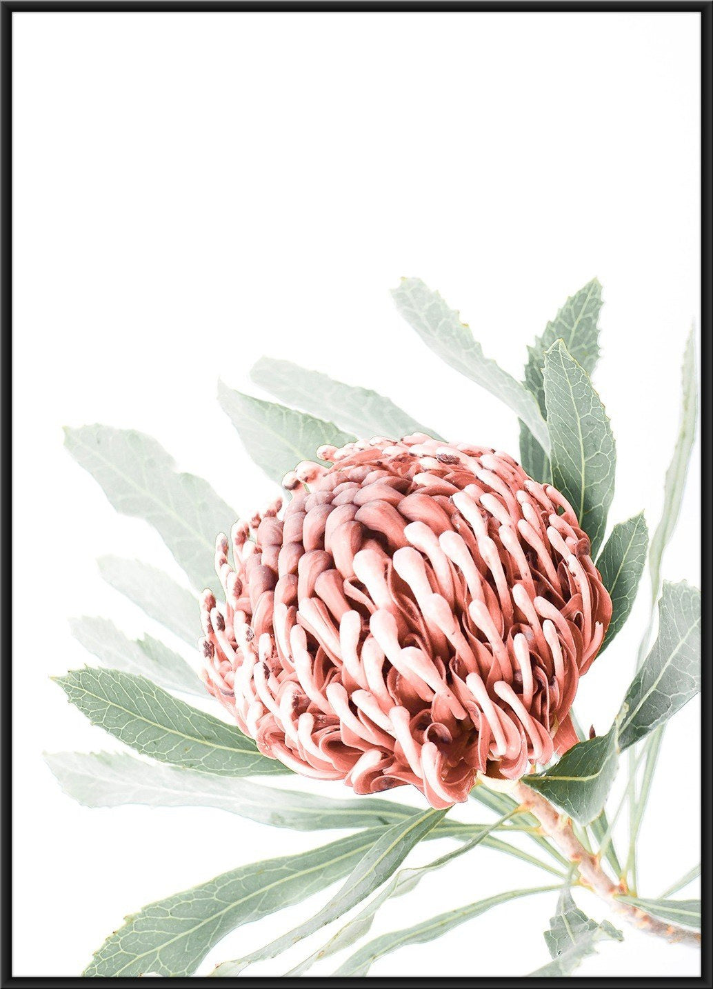 Nature wall art, natural prints and posters – Digital Print Collective