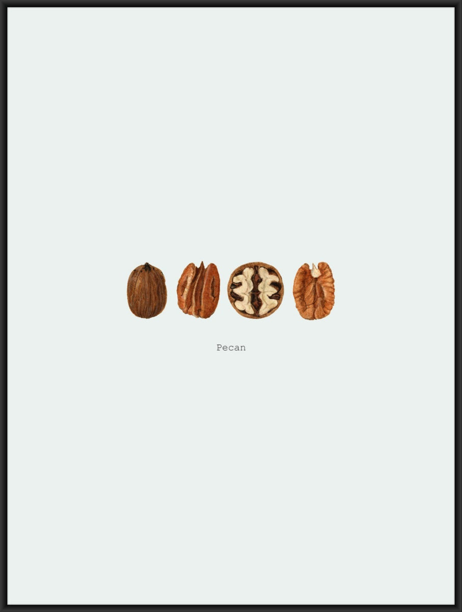 Pecan poster, botanic photograph, nature poster, fruit poster, nut ...